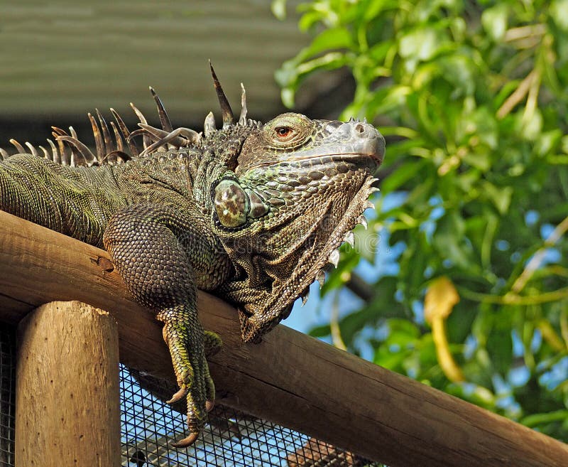 Leguan in captivity stock image. Image of habitat, close - 75047193
