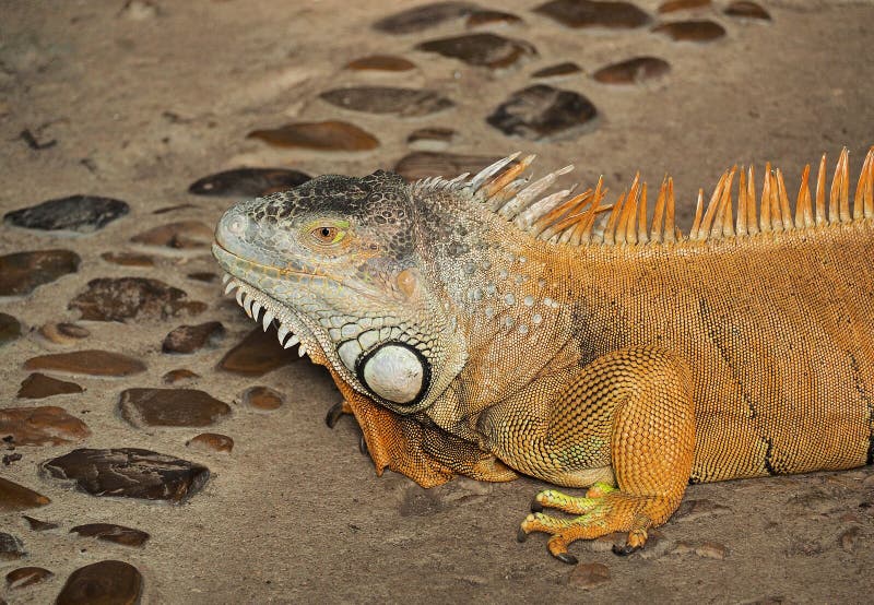 Leguan in captivity stock image. Image of colors, dragon - 75048057