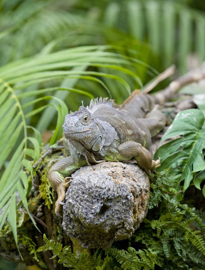 Leguan closeup stock image. Image of front, lying, green - 21146477