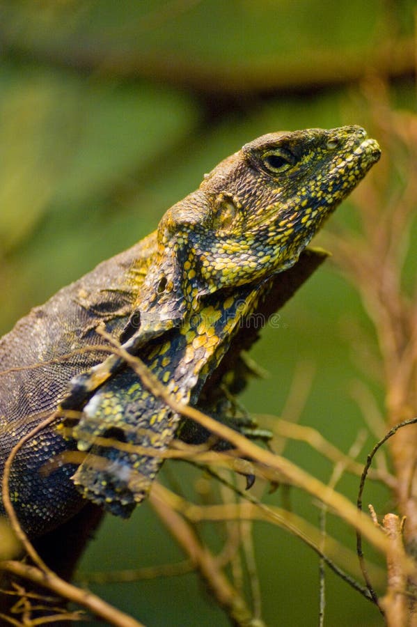 Leguan closeup stock image. Image of side, ugly, scub - 21146809