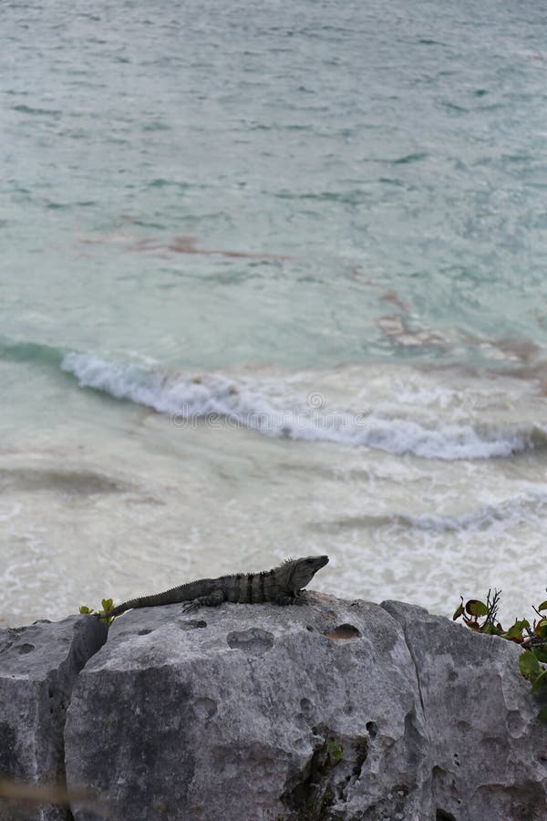 Leguan Na Praia Da Ilha Cubana Tropical Cayo Macho Imagem de Stock ...