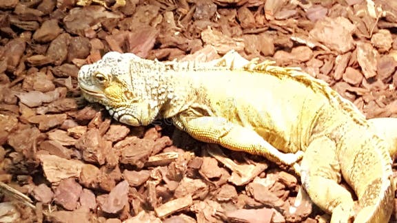 Leguan stock image. Image of green, dragon, reptile, leguan - 94964171