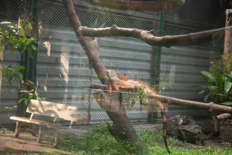 Leguan lizard in a zoo editorial stock image. Image of resting - 209362364