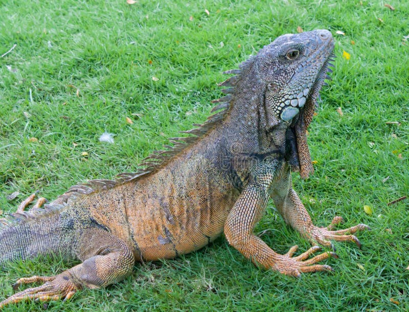 Leguan-Park Guayaquil Ecuador Stockbild - Bild von land, nave: 72036519