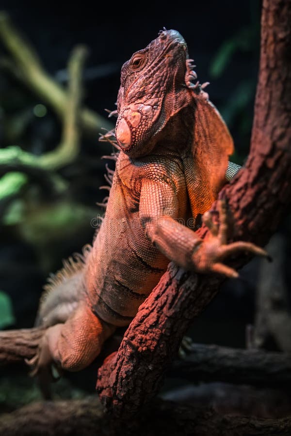 Leguan in terrarium stock photo. Image of infra, exotic - 141410384