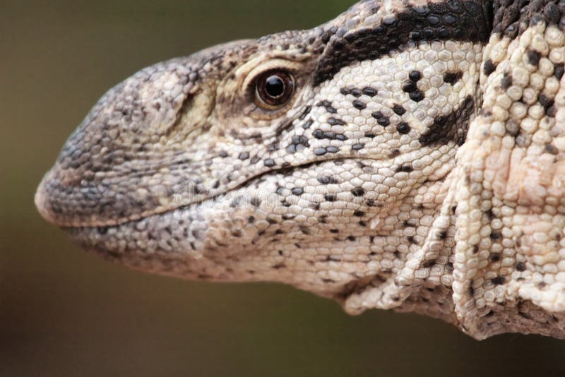 Leguane Lizard Stock Photos - Free & Royalty-Free Stock Photos from ...