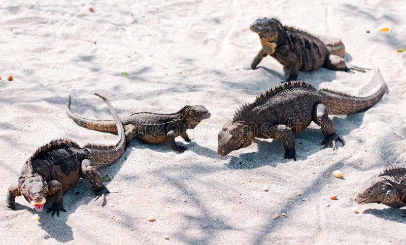 Leguane stockfoto. Bild von tropisch, wirbeltier, frech - 22319674