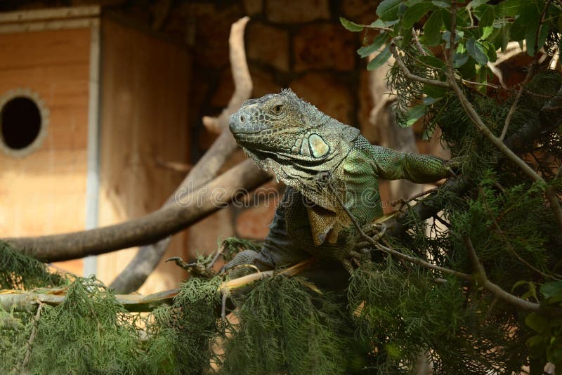 Leguane stockbild. Bild von fauna, sommer, grün, platz - 56199647