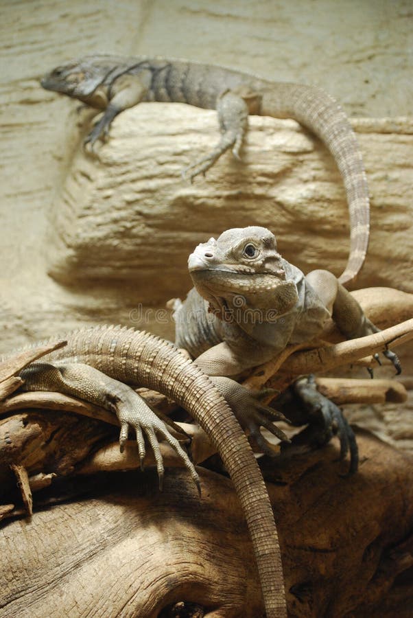 Leguanen stock foto. Image of hagedissen, reptiel, dierentuin - 15981210
