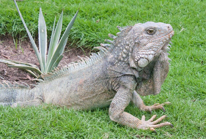 Leguanen Parkerar in, Florida Fotografering för Bildbyråer - Bild av ...