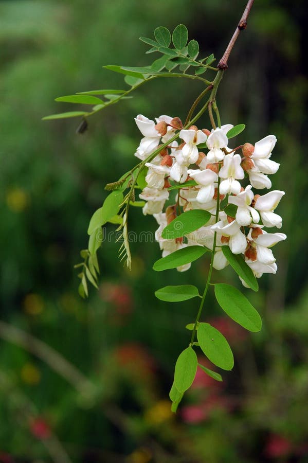 Legume stock image. Image of garden, green, blossom, emerge - 4119121