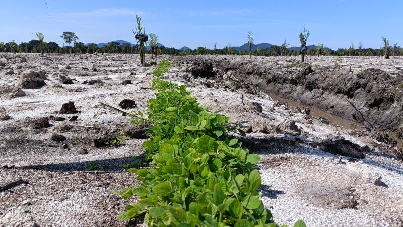Legume Cover Crop stock photo. Image of shrub, terrain - 267635434