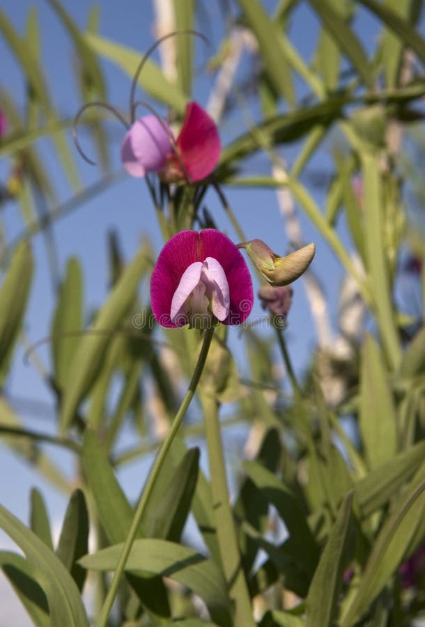 Legume flower stock image. Image of fabaceae, purple - 46637713