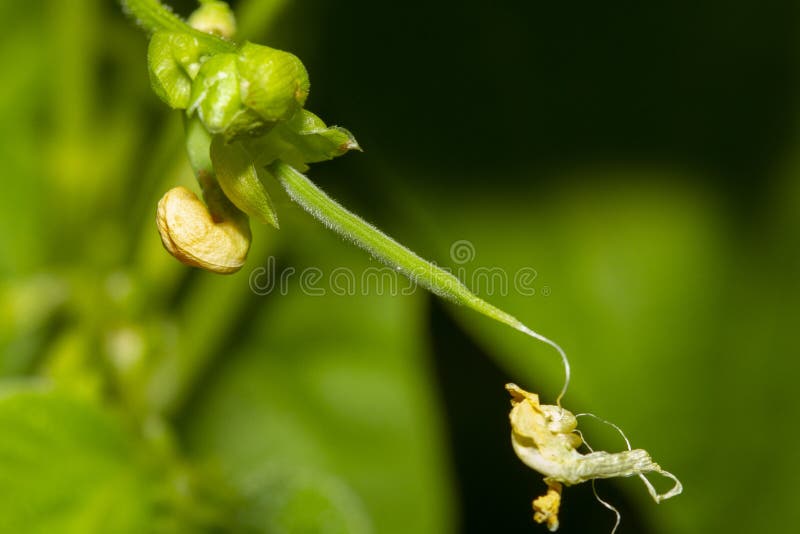 A Legume Flower Turning into Bean Stock Photo - Image of fruit, common ...