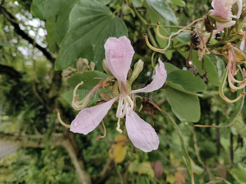 Legume Flowers Dangling from Tree Branches Stock Image - Image of petal ...
