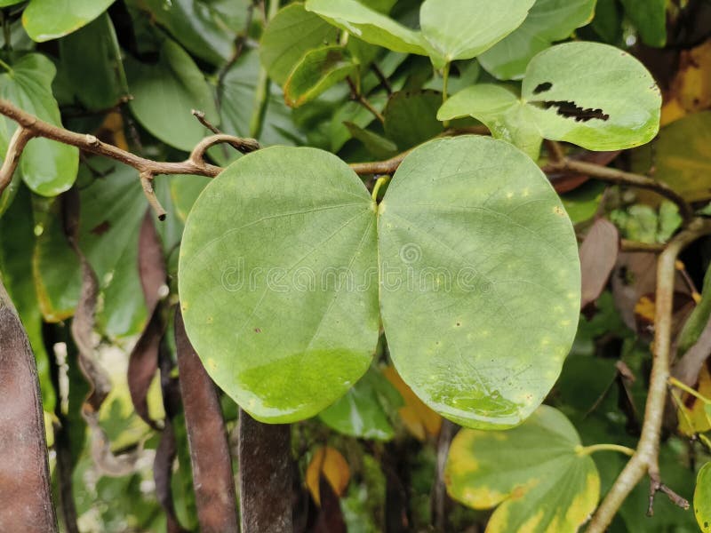 Legume Leaf Dangling from Tree Branches Stock Image - Image of branch ...