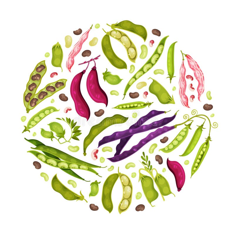 Legume Plant Round Composition Design with Pod and Bean Vector Template ...