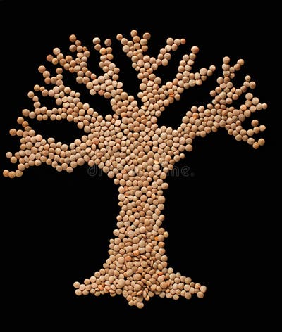 Legume tree stock image. Image of macro, appetizing, metaphor - 13691289