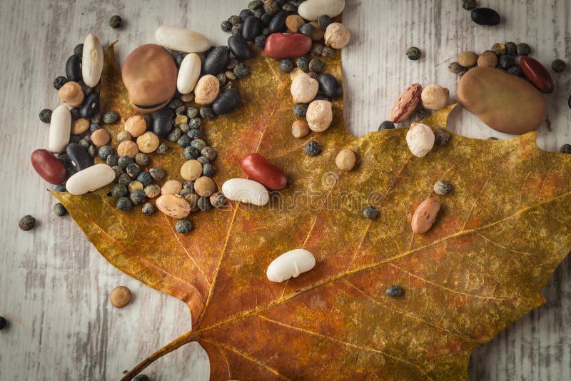 Legumes on leaves stock image. Image of environment, leaf - 27505907
