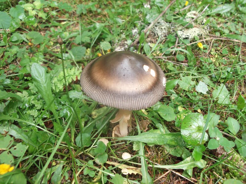 Legumes stock image. Image of forest, taste, wild, nature - 144895607