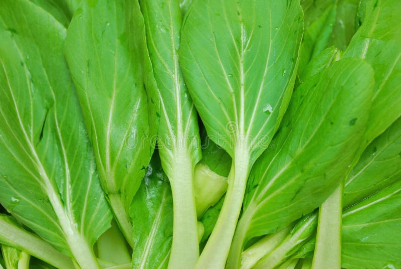 Legumes verdes foto de stock. Imagem de verde, textura - 14018988