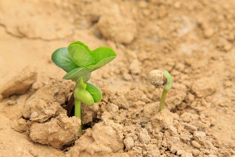 Leguminous Botany Seedling in the Field Stock Image - Image of nature ...