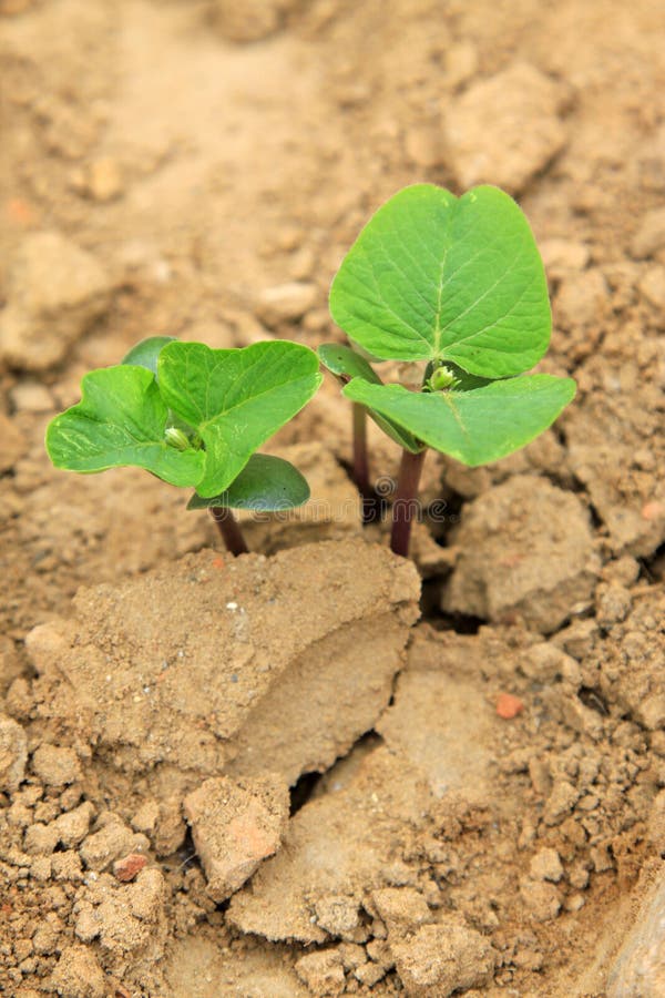 Leguminous Botany Seedling in the Field Stock Image - Image of nature ...
