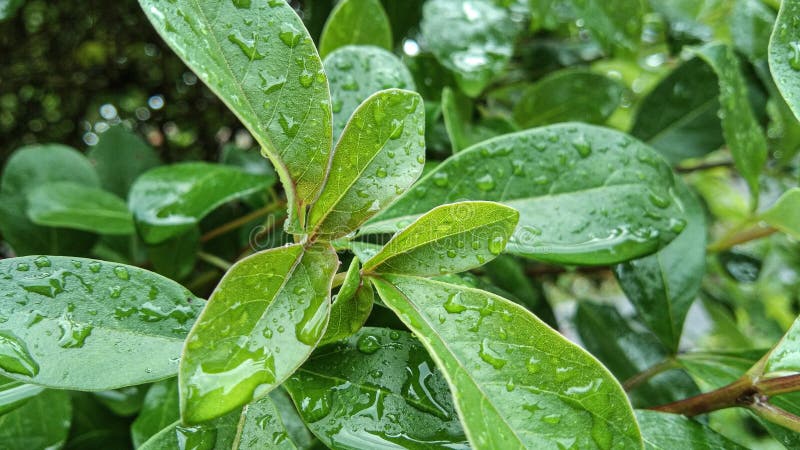 Legundi Plant is One of the Medicinal Plants for Typhus Stock Photo ...