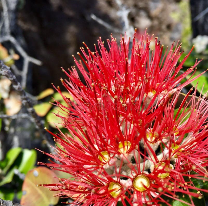 Red Lehua Flower in Hawaiian Botanical Garden. Stock Image - Image of ...