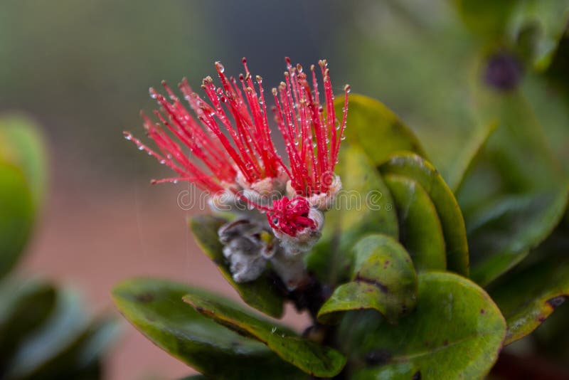 Red Lehua Flower in Hawaiian Botanical Garden. Stock Image - Image of ...