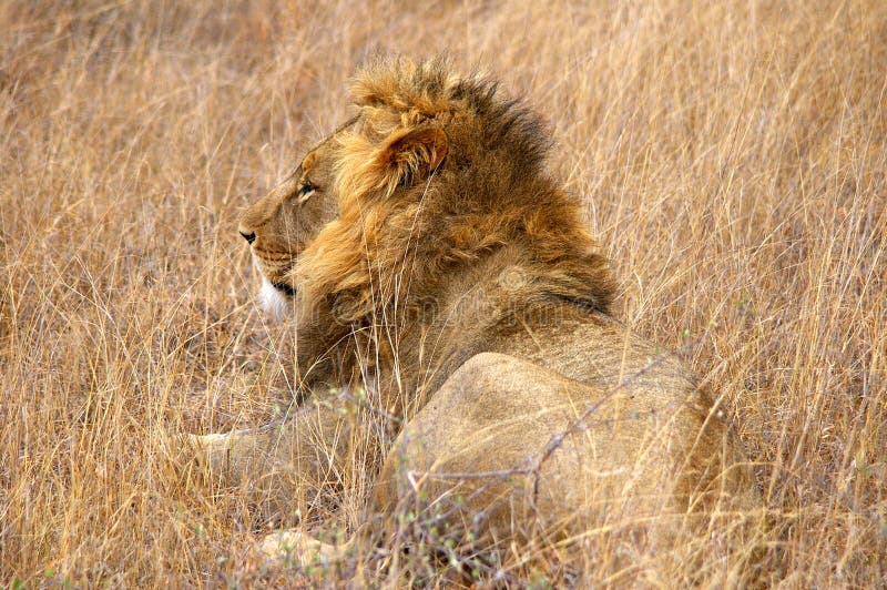 Lejon arkivfoto. Bild av afrika, torrt, vila, gräs, södra - 38660868