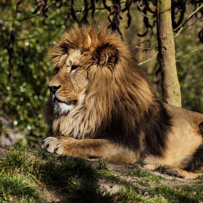 Lejon arkivfoto. Bild av jordning, vila, adelsman, sida - 39124448
