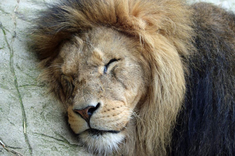Lejon För Vuxen Man Sovande Fotografering för Bildbyråer - Bild av ...