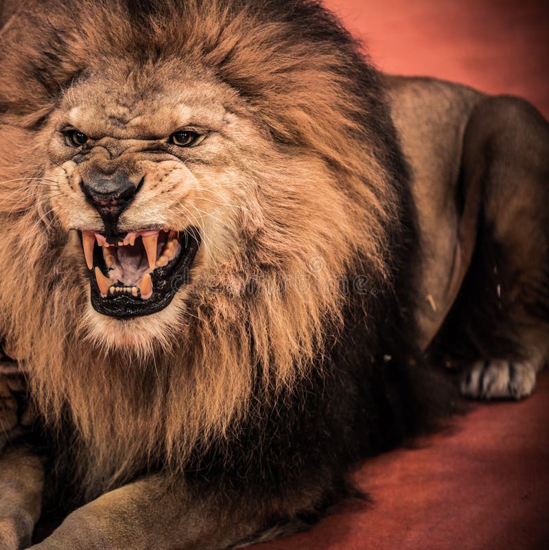 Rytande lejon fotografering för bildbyråer. Bild av afrika - 33759393