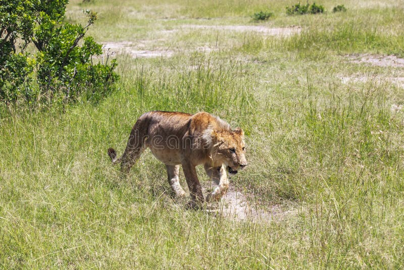 Lejon i Maasai Mara, Kenya fotografering för bildbyråer. Bild av masai ...