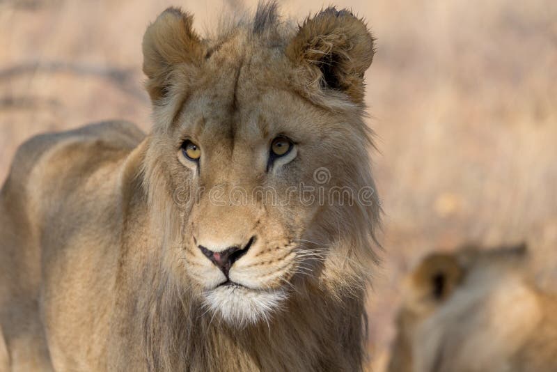 Lejon i Sydafrika fotografering för bildbyråer. Bild av angus - 111386849