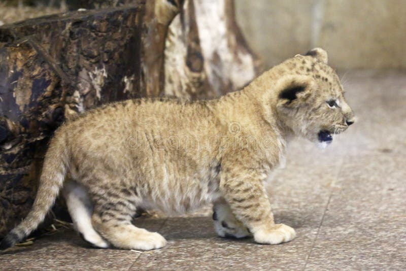 Lejon I Zoo Av St Petersburg Arkivfoto - Bild av journalister, bebis ...