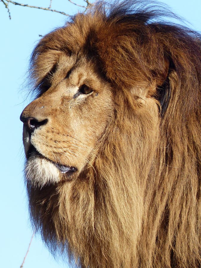 Male white för enorm lion fotografering för bildbyråer. Bild av katt ...