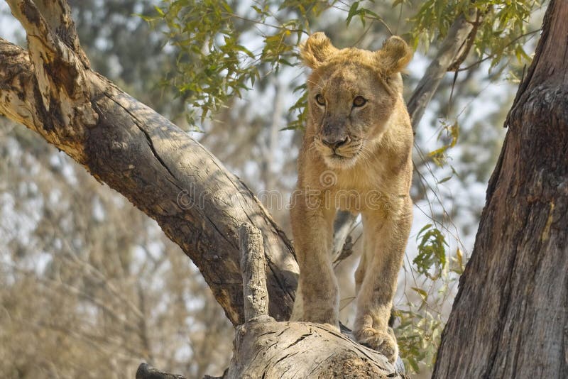 Lejon (Panthera Leo), Kruger Nationalpark. Fotografering för Bildbyråer ...