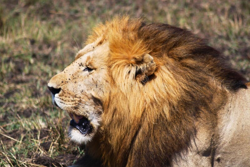 Lejon med stor man fotografering för bildbyråer. Bild av stolt - 49184311