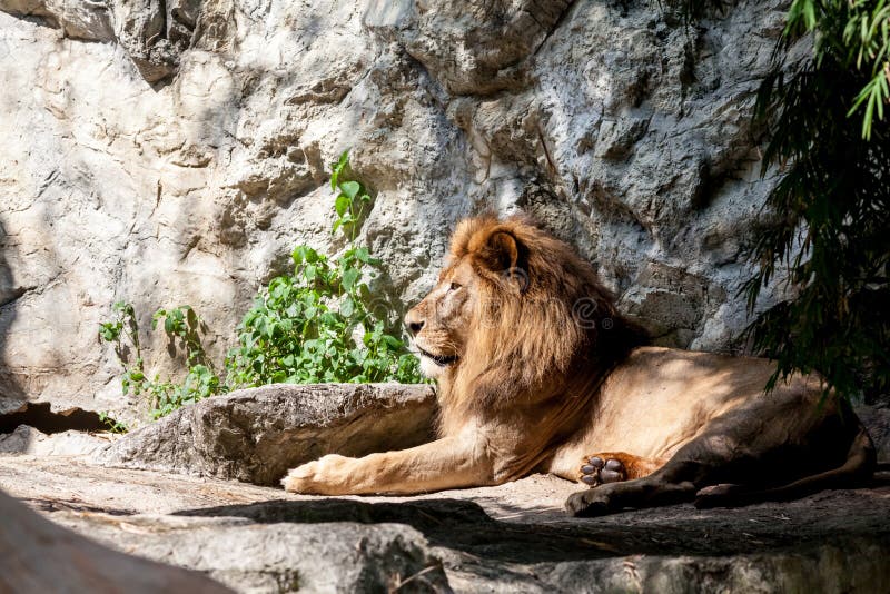 Lejonet ligger ner arkivfoto. Bild av moder, nationellt - 61985430