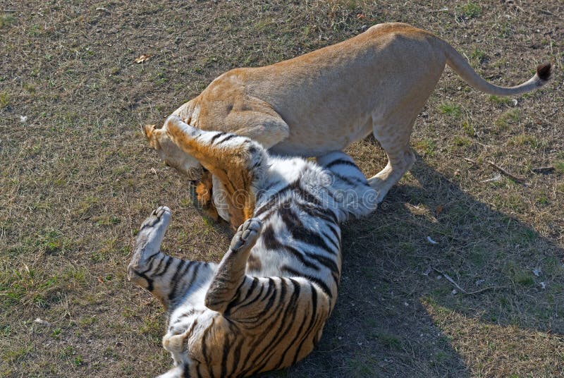 Lek av lejon arkivfoto. Bild av framsida, floror, naturligt - 64451536
