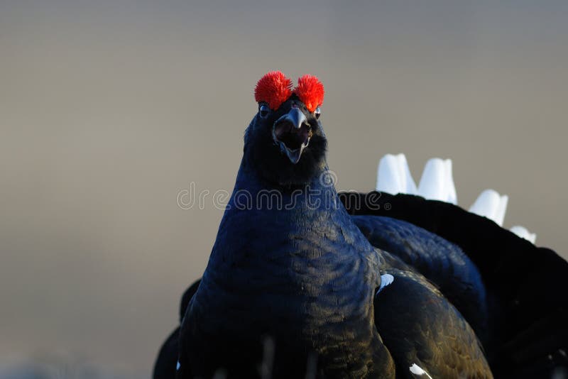 Lekking Position Stock Photos - Free & Royalty-Free Stock Photos from ...