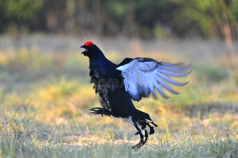 Lekking black grouse stock photo. Image of ground, early - 36807300