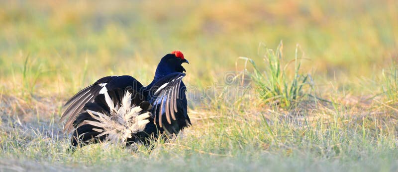Lekking black grouse stock image. Image of morning, grouse - 36807331