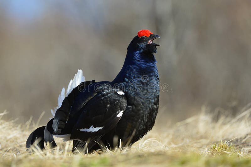 Lekking orre arkivfoto. Bild av födsel, leka, grova, ihopparning - 43681250