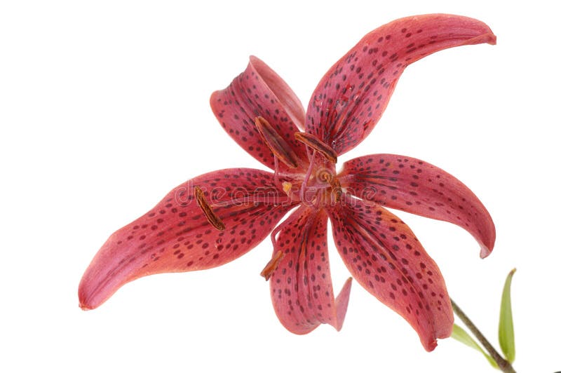 Lelie stock foto. Image of flora, verrukkelijk, bloem - 3069606