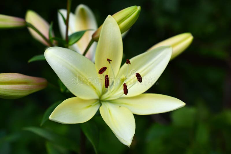 Lelie stock foto. Image of geel, installatie, seizoen - 77053038