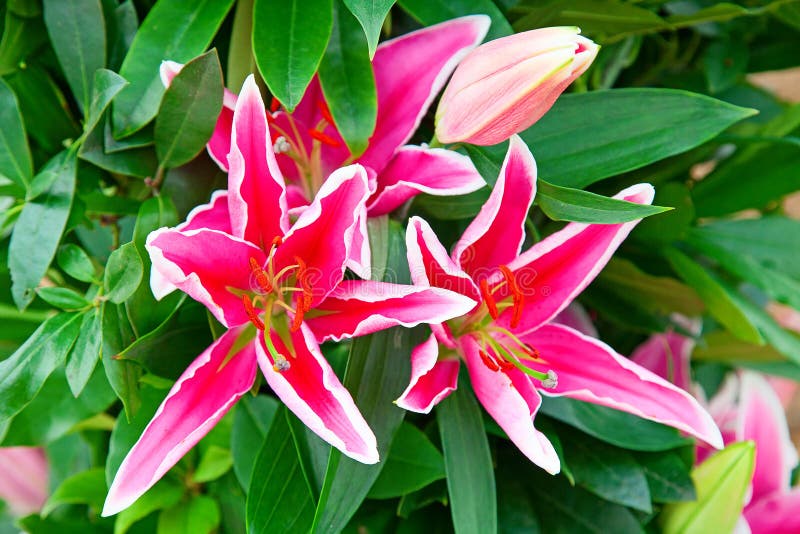 Lelies stock foto. Afbeelding bestaande uit up, kleur - 32418684