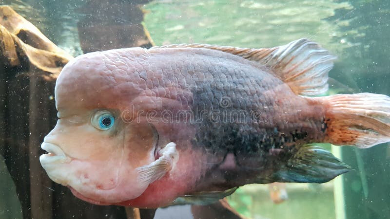 Lelijke vissen stock afbeelding. Afbeelding bestaande uit overzees ...
